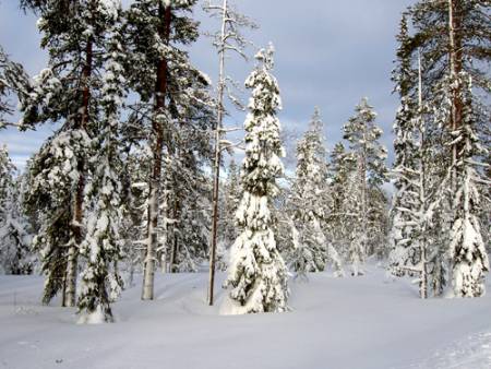 Mikä ei kuulu joukkoon - Valokuvat - Helppo | Papunet